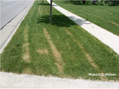 Out Out Brown Spot