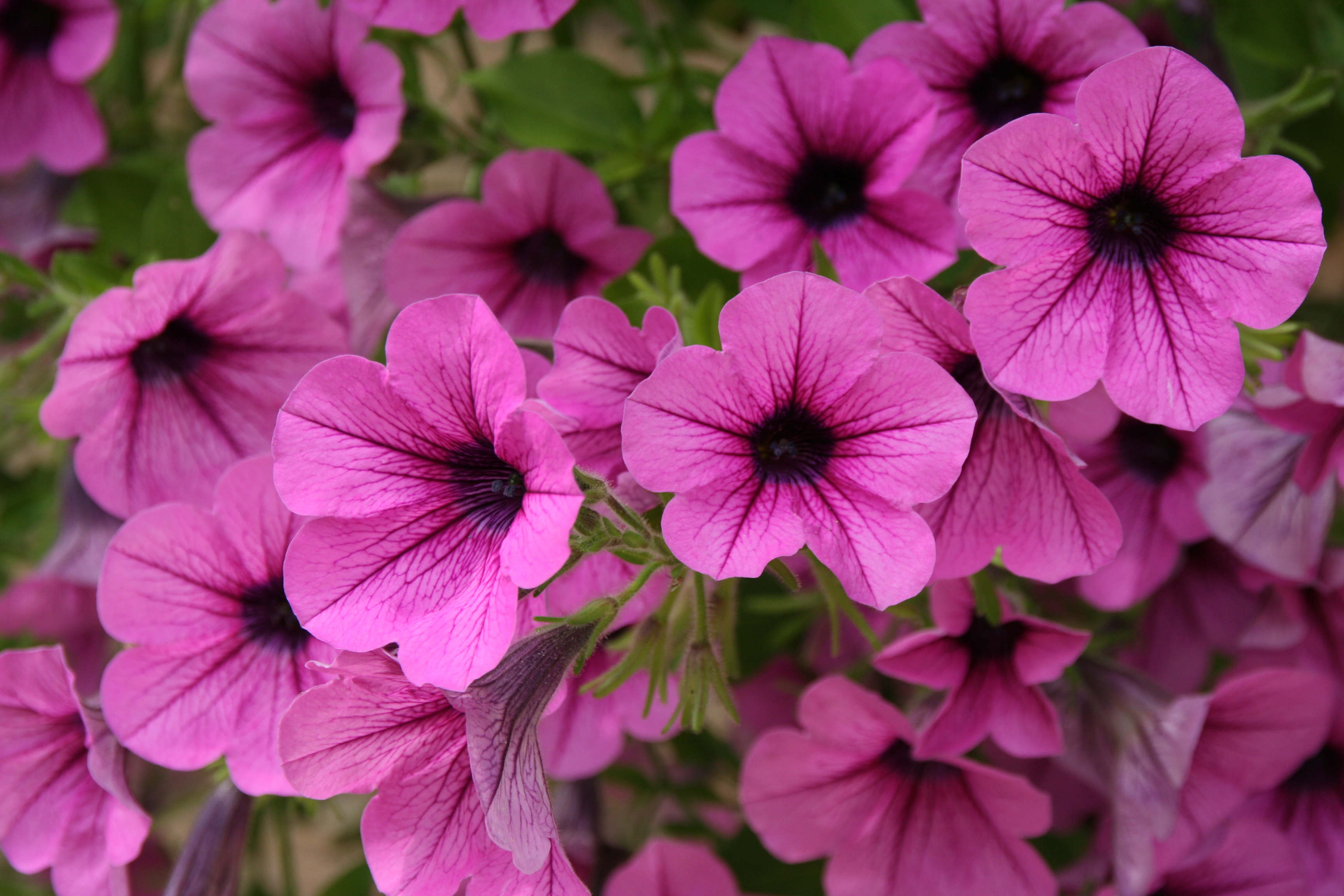 7 Most Colorful Annuals For Spring 7 Most Colorful Annuals For Spring